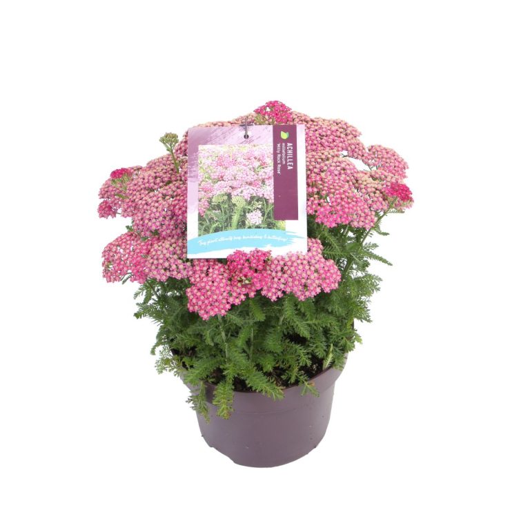 Achillea mil. 'Milly Rock Rose' - Nieuwelaar Van der Mee