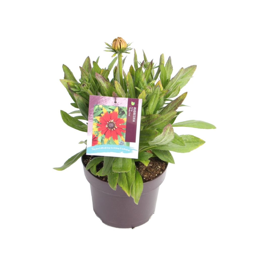 Rudbeckia 'Rudy Fire' - Nieuwelaar Van der Mee