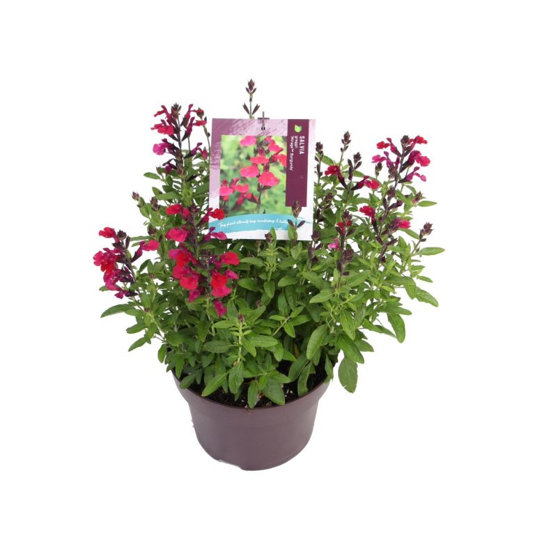 Salvia gr. 'Mirage™ Burgundy' - Nieuwelaar Van der Mee