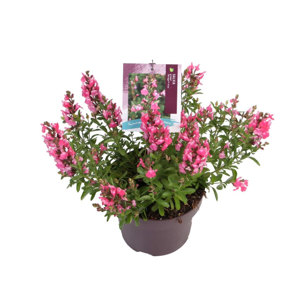 Salvia gr. 'Mirage™ Pink' - Nieuwelaar Van der Mee