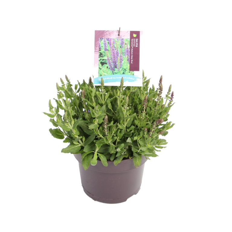 Salvia nem. 'Sensation® Medium Deep Blue' - Nieuwelaar Van der Mee