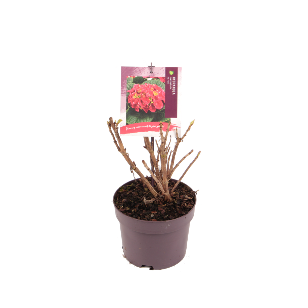 Hydrangea m. 'Hi Fire' - Nieuwelaar Van der Mee